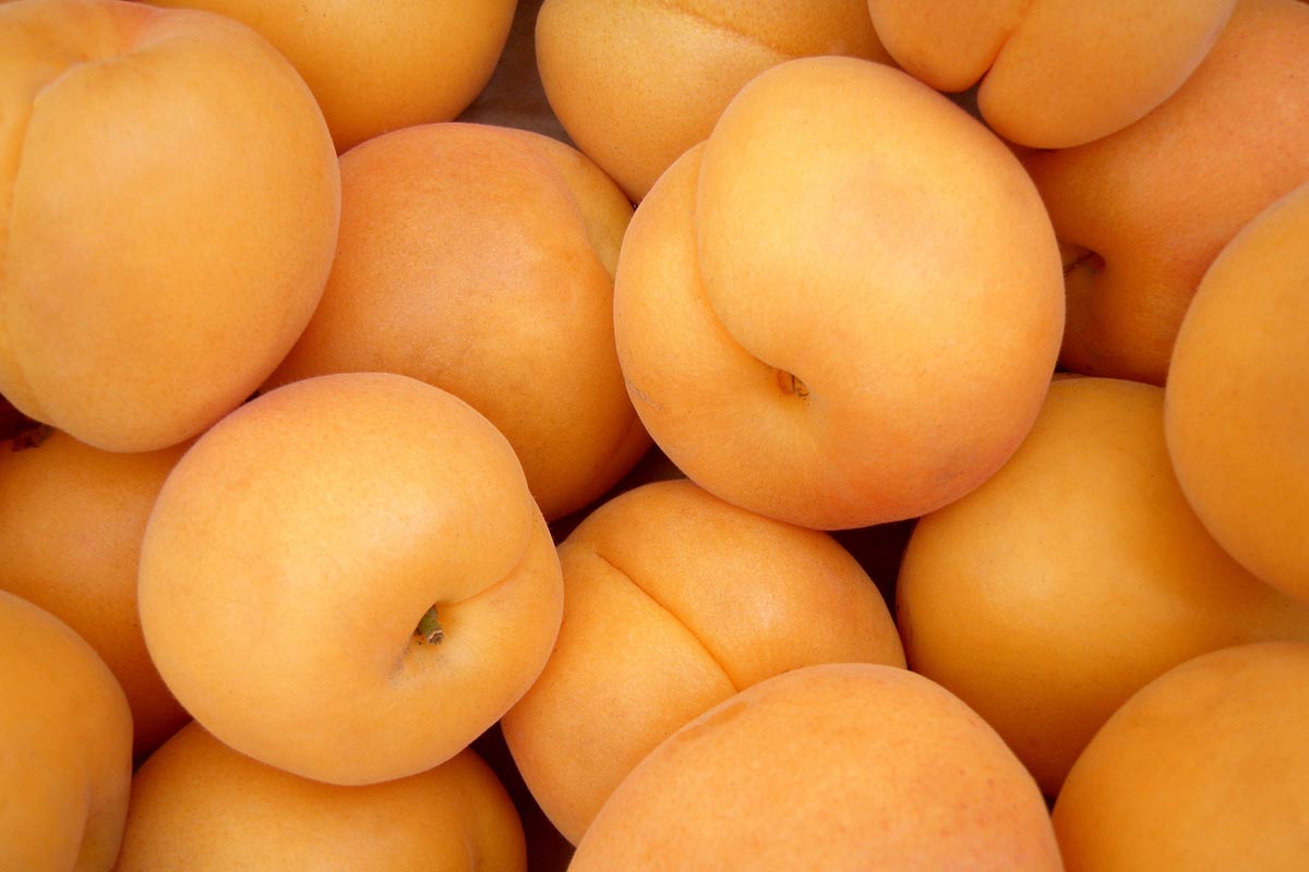 Albaricoque - Somos productores - Grupo Frutas Antonio